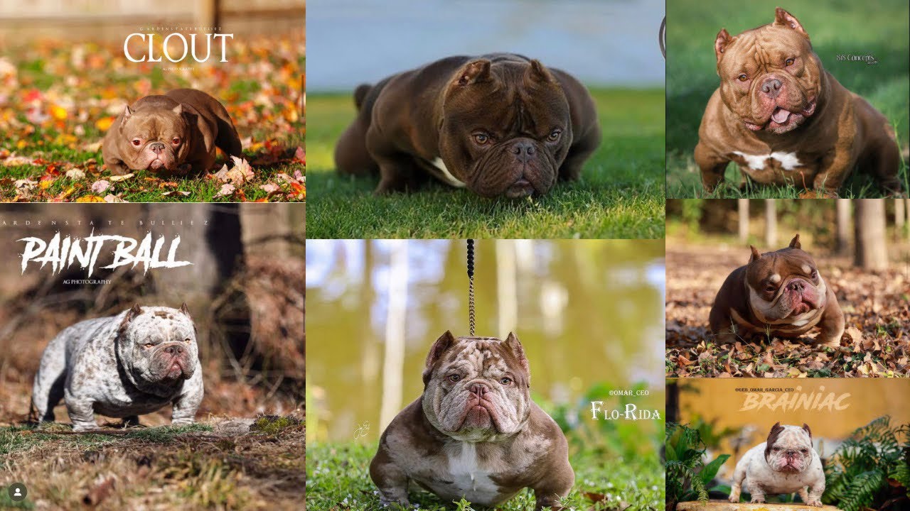 Exotic Micro Bully Litter Coming Up Next!! | Fluffy French Bulldog ...