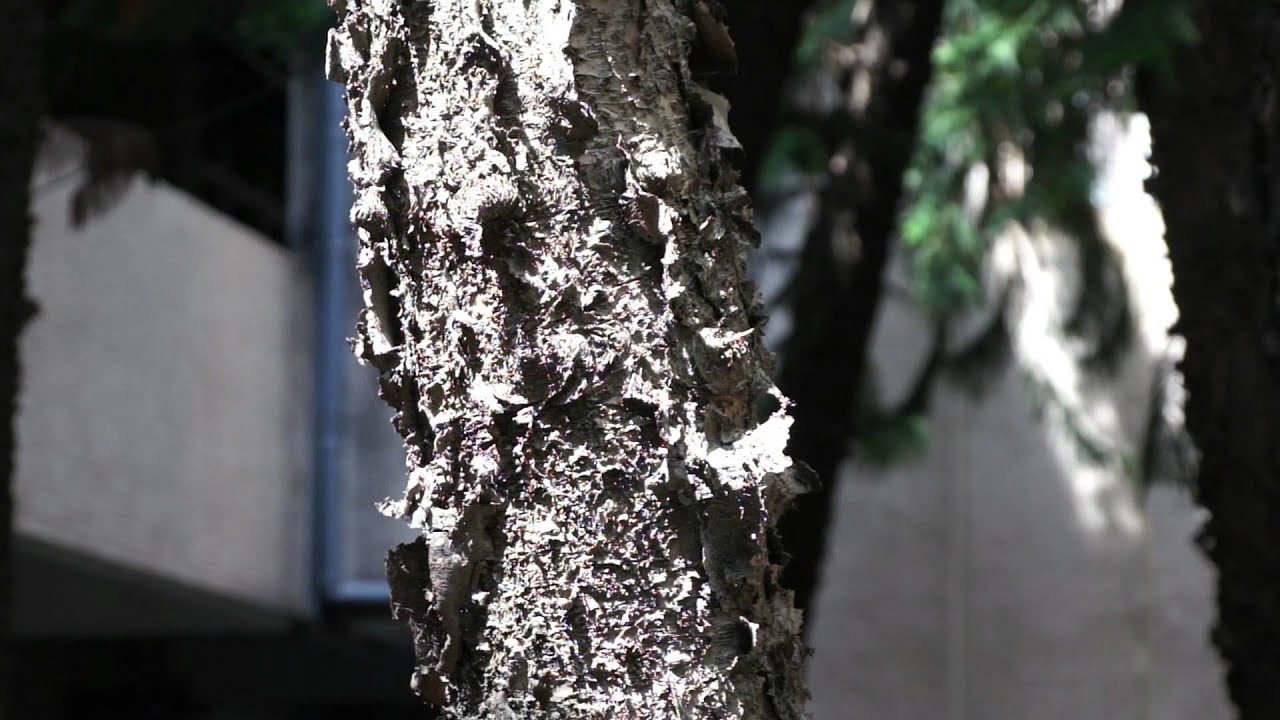 National Formosa University, Taiwan - NFU campus 08 - YouTube