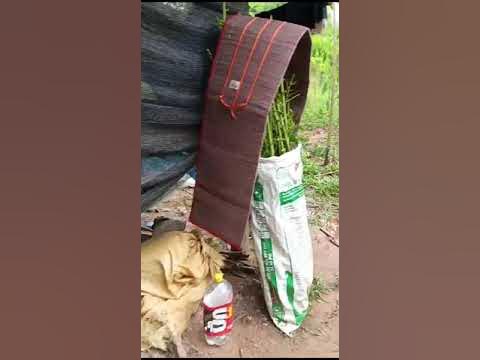 hnub no tuaj ພັນ ntoo yas os - YouTube