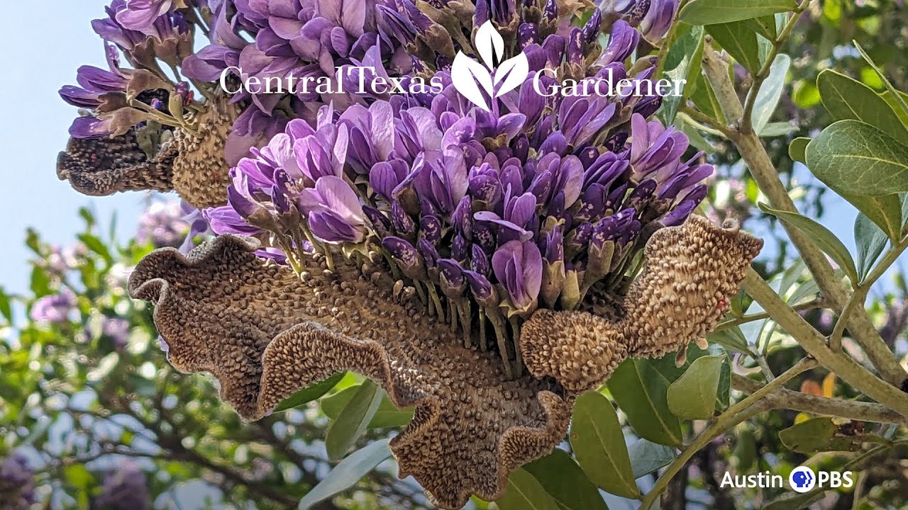 Mountain Laurel Fasciation, Tomato Blight - YouTube