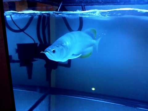 Banjar Red/Yellow Tail Arowana - YouTube