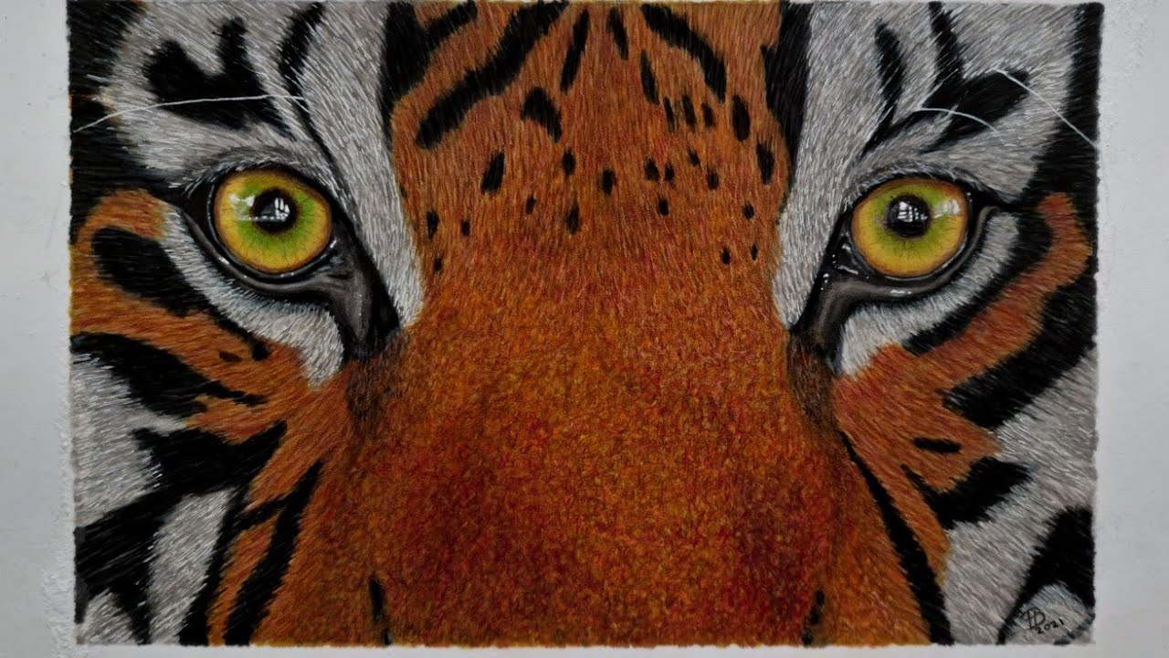 Tiger drawing Time Lapse using Markers and Colour Pencils. - YouTube