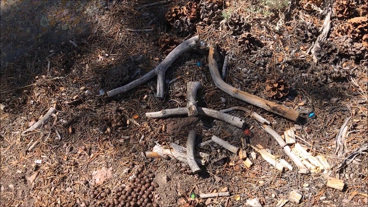 Sasquatch, bones and missing trailcam - YouTube