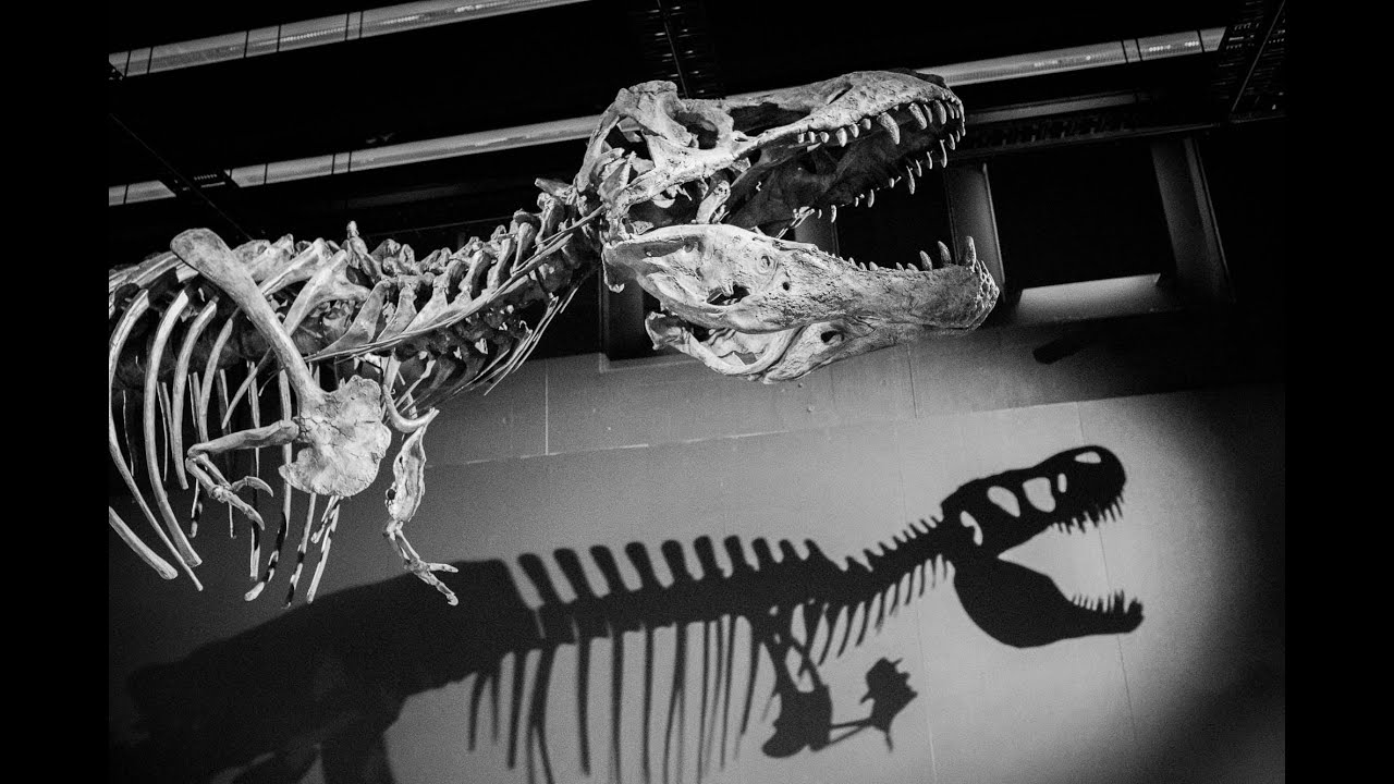 T REX COMES TO LIFE AT THE AUSTRALIAN MUSEUM!!!! TYRANNOSAURS ...