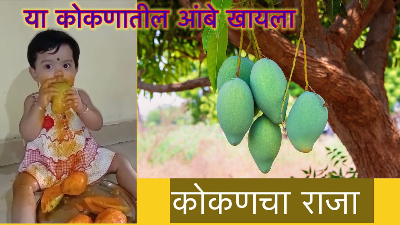 How to eat mango | mangoes | mango lover | फळाचा राजा आंबा | - YouTube