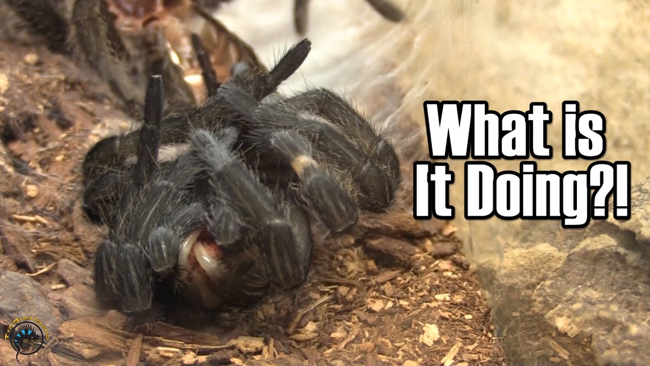Watching the Brazilian Black Tarantula Finish Its Molt! 🕷 - YouTube