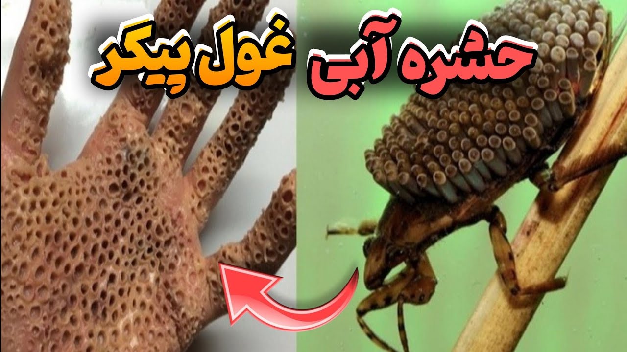 حشره ای که دستتان را مثل اسید سوراخ میکند حشره آبی غول پیکر Youtube