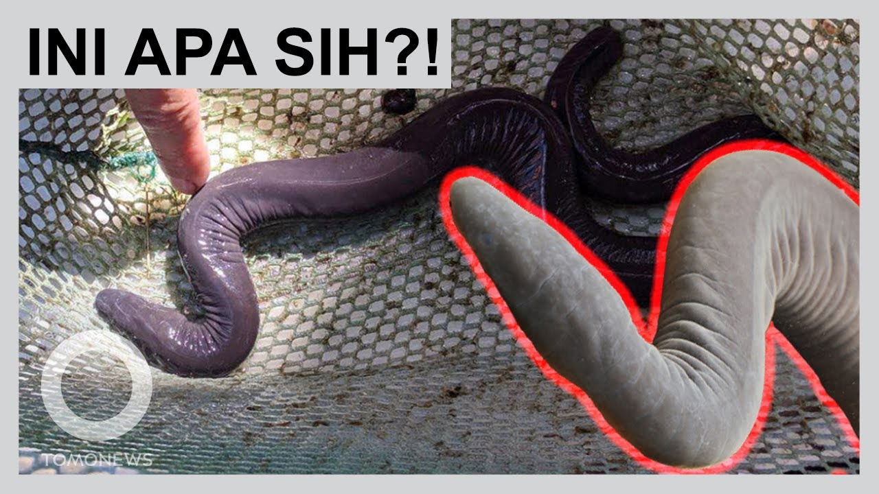 Penemuan Amfibi Aneh Seperti ‘P3N15’ di Florida Selatan - TomoNews ...