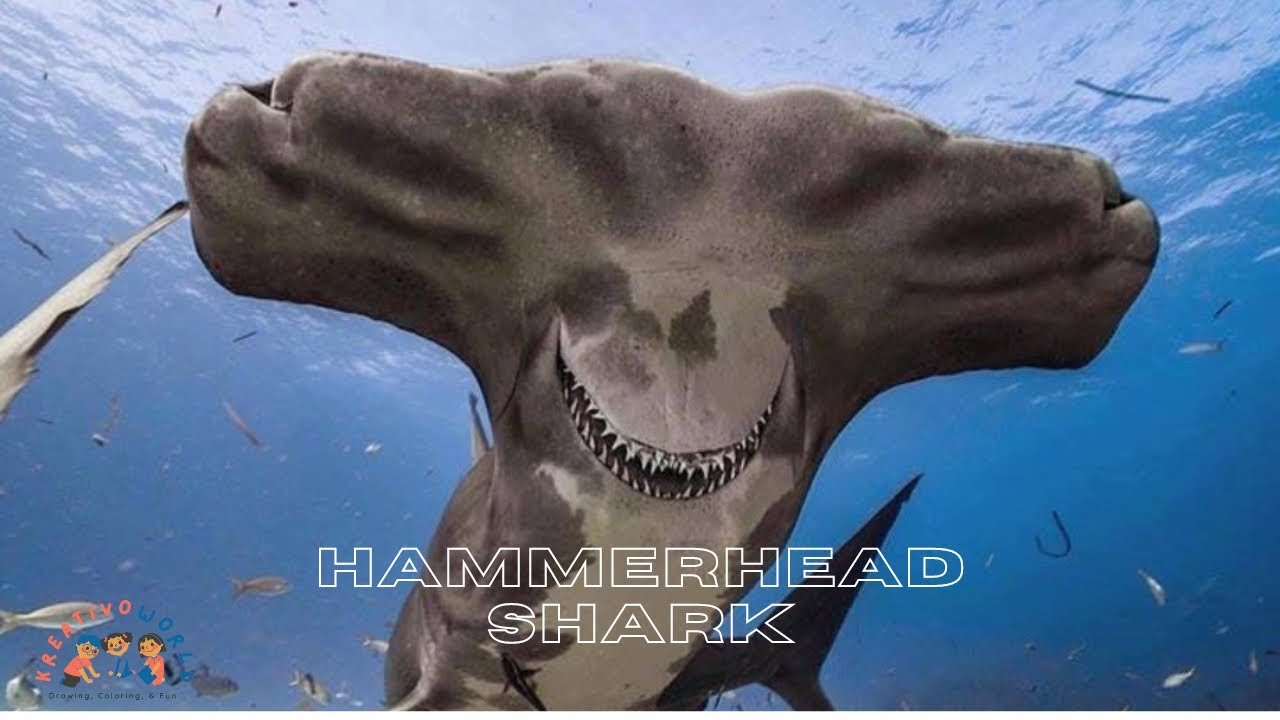 HAMMERHEAD SHARK | VIDEO KOMPILASI HIU - YouTube
