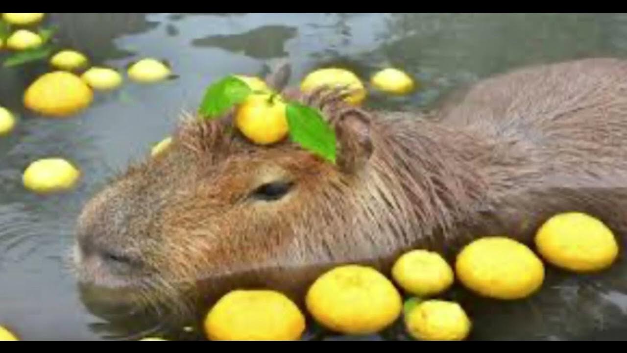 The capybara song - YouTube