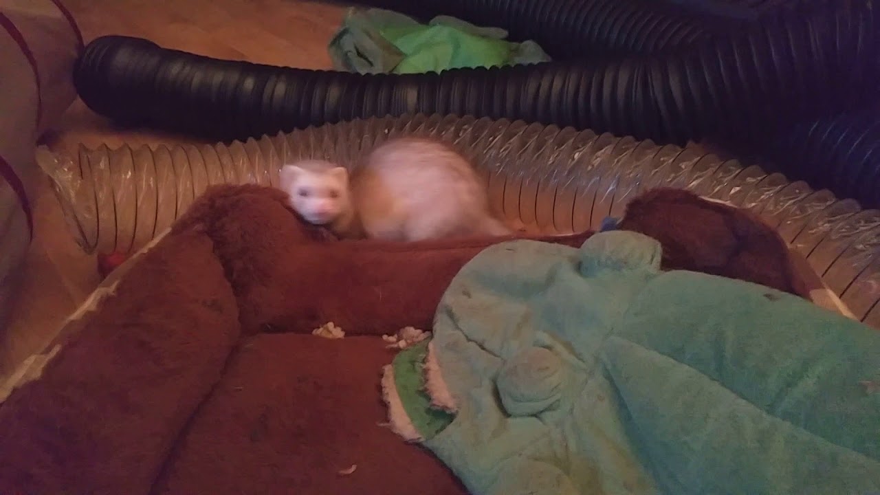 Bed Spinning Ferrets - YouTube