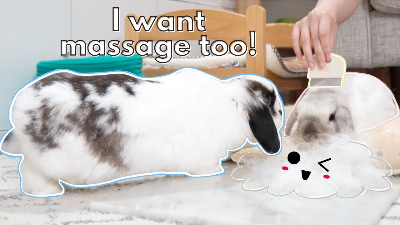My Bunny Mistake Grooming For A Massage - YouTube