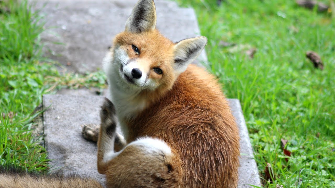 Sneezing Fox - YouTube