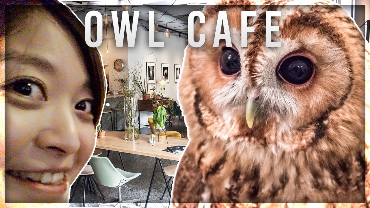 Taking a Japanese Girl to an 🦉Owl Cafe - YouTube