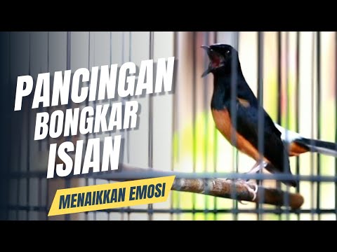 MURAI BATU GACOR FULL ISIAN TEMBAKAN MEWAH SANGAT AMPUH MELATIH MURAI BATU BONGKAR ISIAN