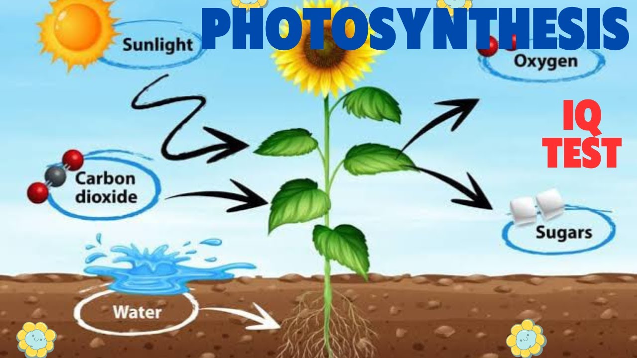 Biology Quiz | Top 20 Questions on Photosynthesis Process - YouTube