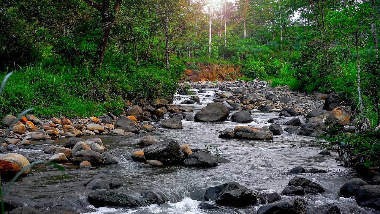 Harmonious Birds Chirping, Beautiful Stream Sounds, Nature Sounds, Heal ...