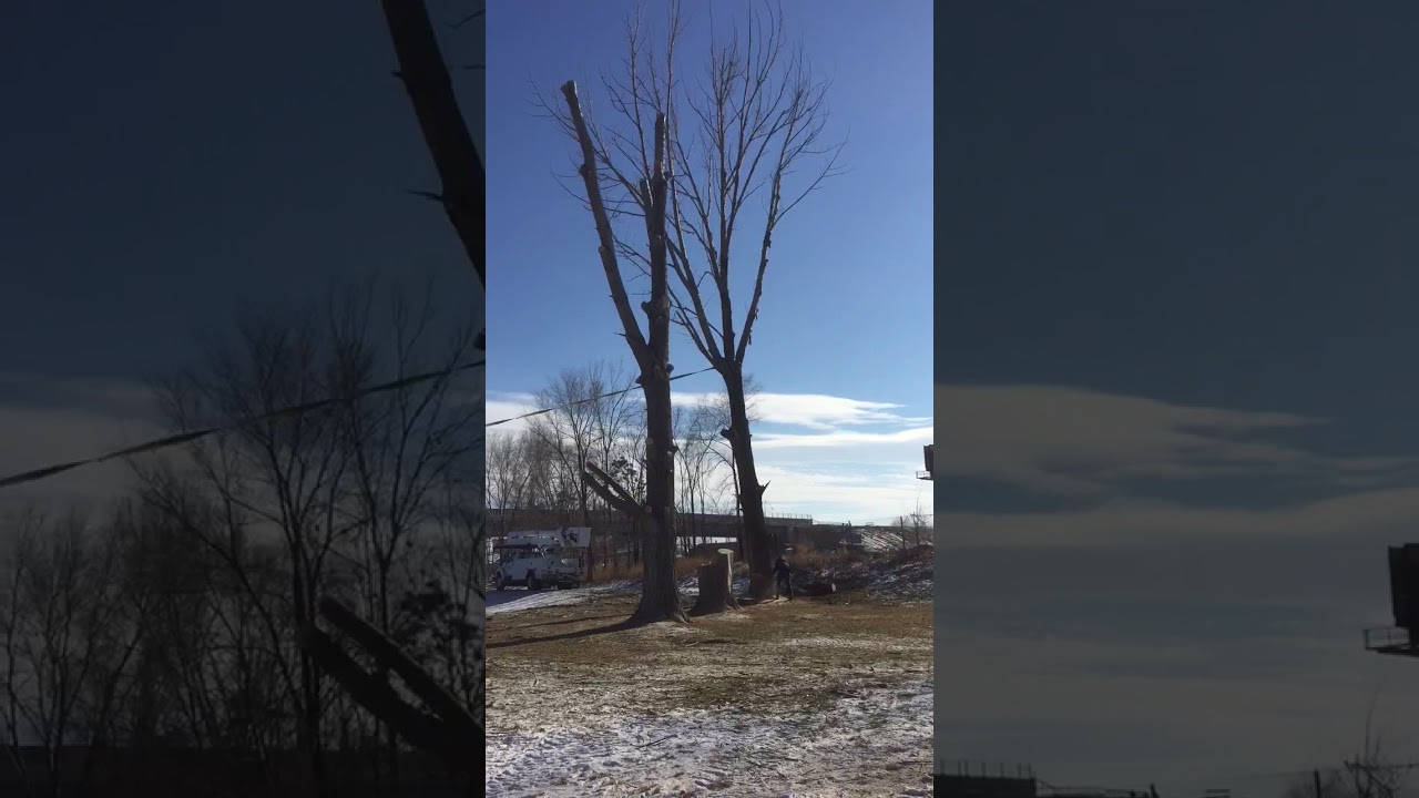 Dead poplar tree - YouTube