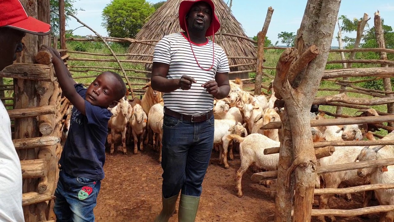 How to spray your goats - YouTube
