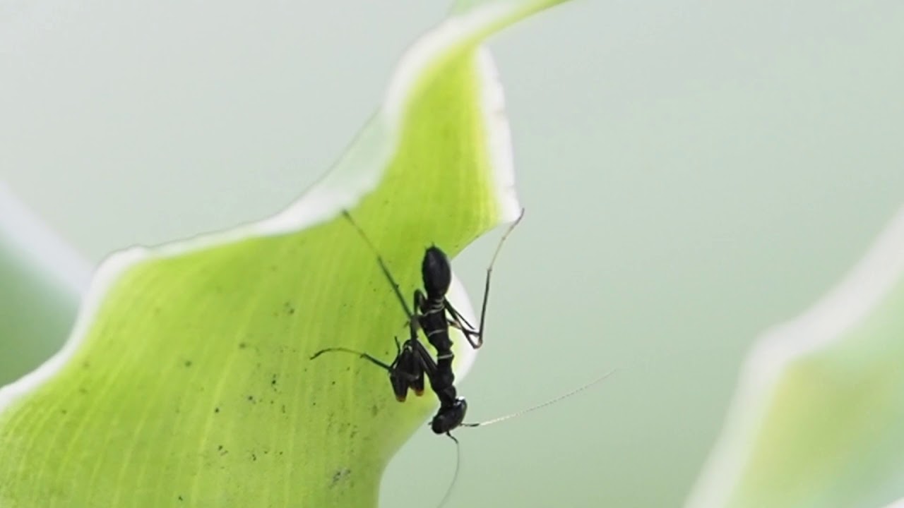 ANT MANTIS - YouTube