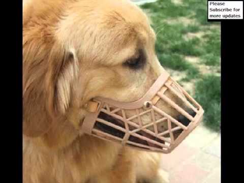 Pictures Of Dog Mouth Mask | Dog Mouth Mask Dogs - YouTube
