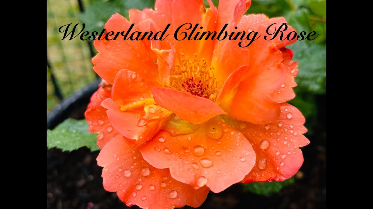 Westerland Climbing Rose #orange colour rose #smells amazing #Walmart ...