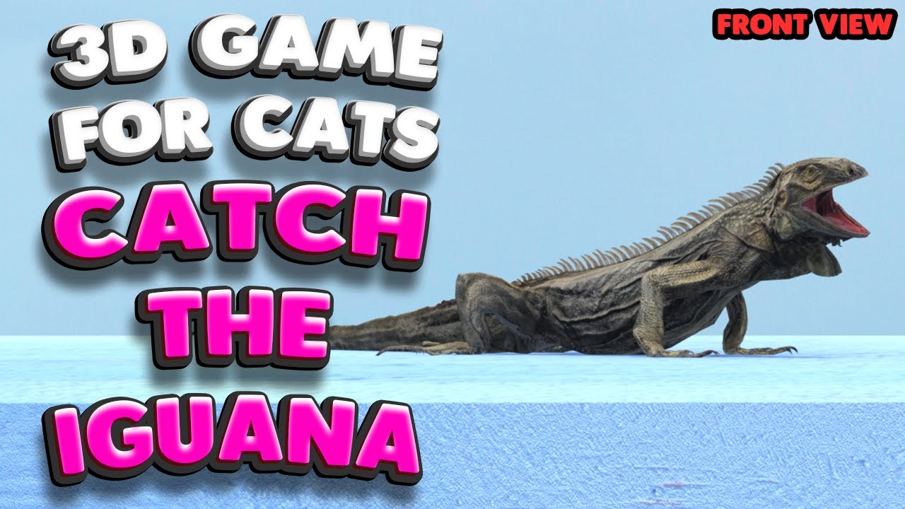 3D game for cats | CATCH THE IGUANA (front view) | 4K, 60 fps, stereo ...