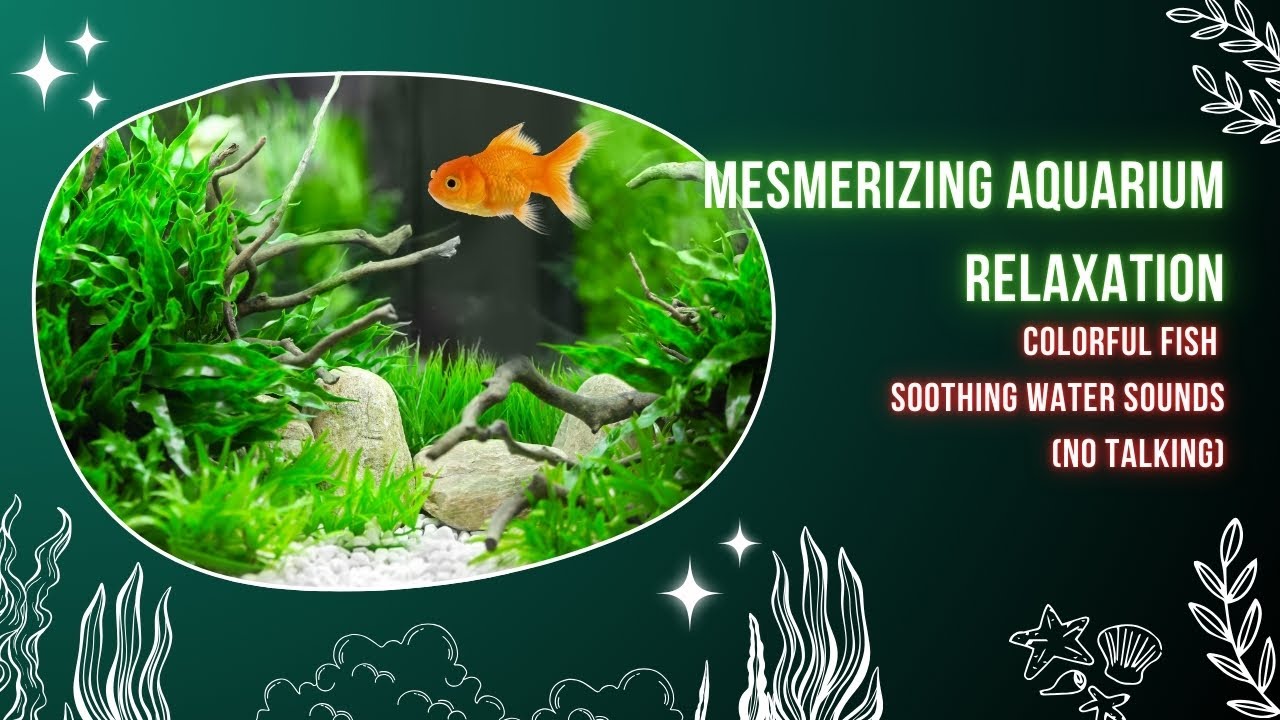Mesmerizing Aquarium Relaxation | Colorful Fish & Soothing Water Sounds ...
