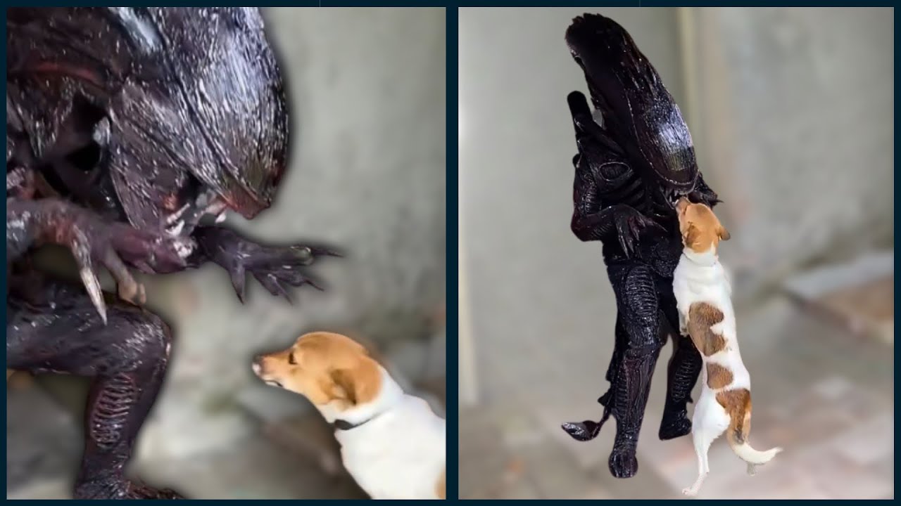 Alien Dog Interaction - Compilation 2023 - YouTube