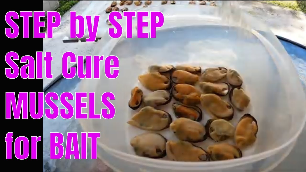 STEP BY STEP FOR CURING MUSSELS IN SALT (CHEAP SHEEPSHEAD BAIT) - YouTube