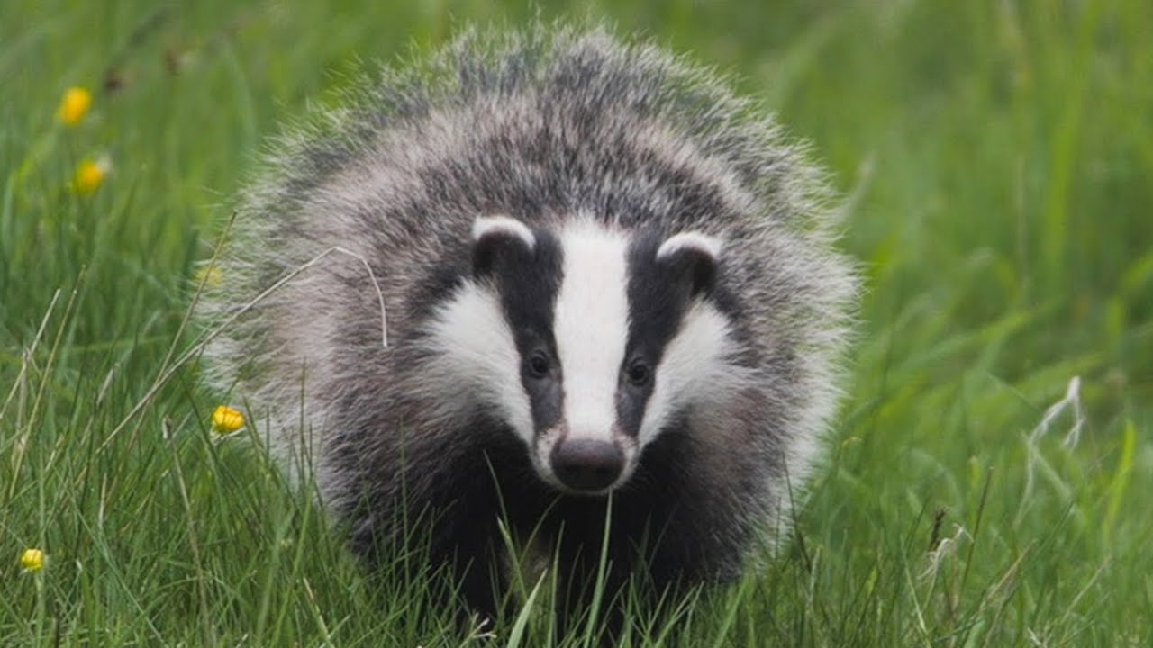 Watching Badgers 🦡 in Summer | Discover Wildlife | Robert E Fuller ...