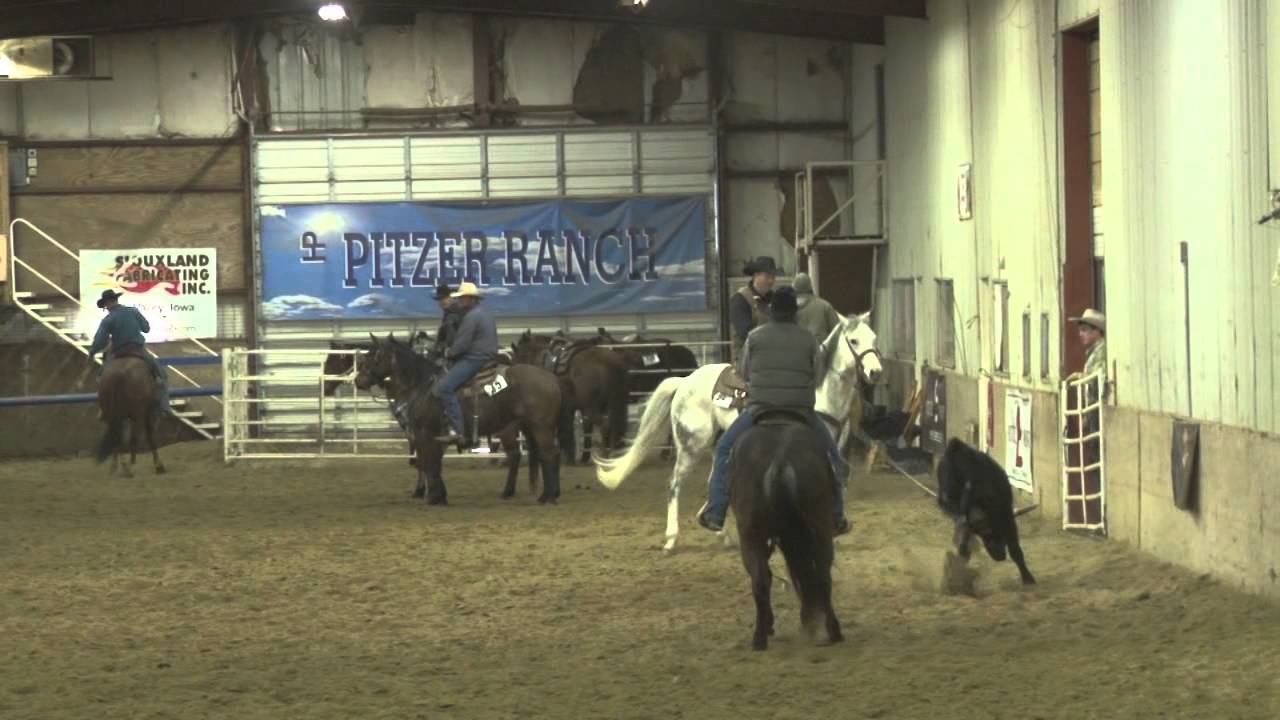 2014 Pitzer Ranch Spring Sale Lot #54 Hot Winded - YouTube
