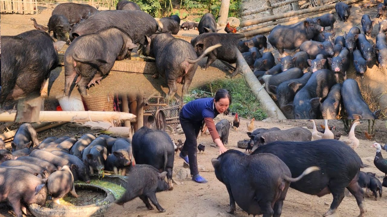 Lulu farm, harvested a corn field to feed more than 1000 pigs, the pigs ...