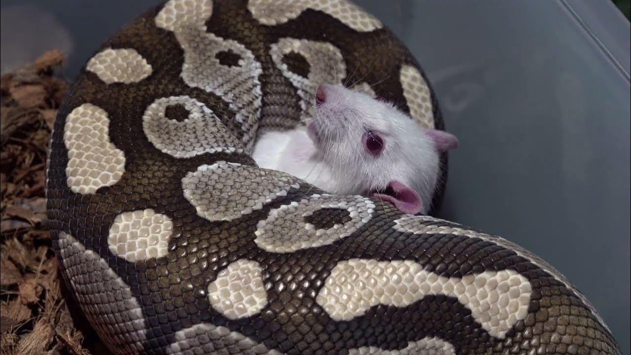 Python slays a Large Rat / Warning Live Feeding - YouTube