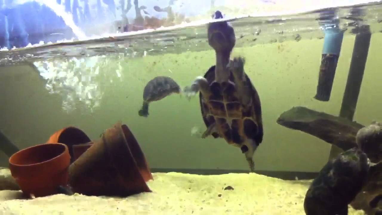 Sternotherus minor loggerhead musk turtle feeding - YouTube