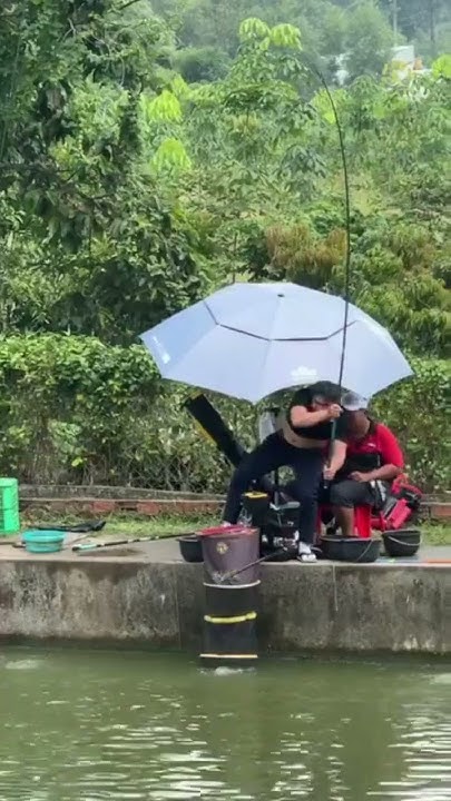 #Shorts No 18 - Báo Cá Hồ Đại Hoàng Gia - YouTube