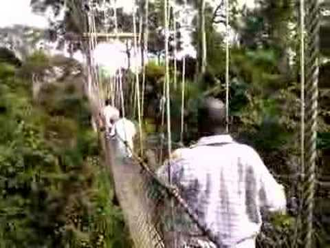 Kakum Forest rope bridges, Ghana - YouTube