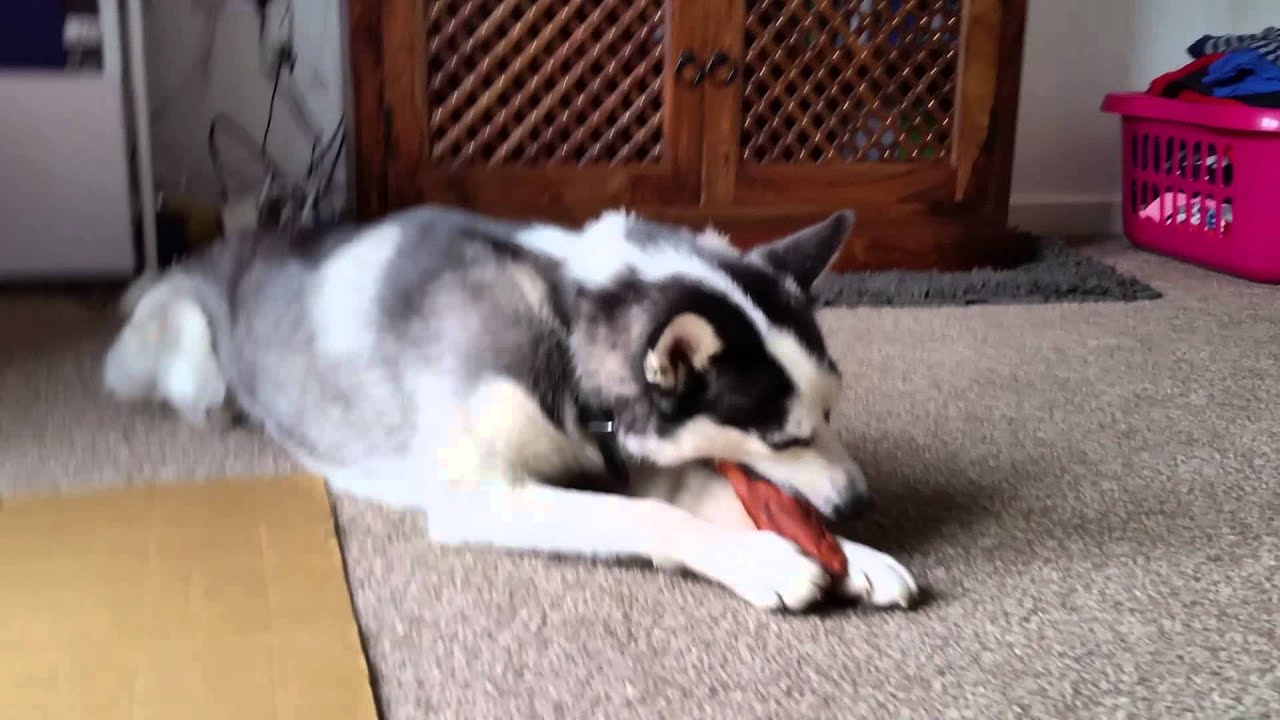 Beautiful Bi Eyed Siberian Husky - YouTube