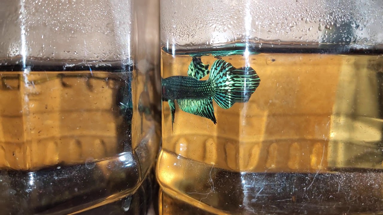 Betta alien green 150k con lh zalo hoặc sdt 0369017541 - YouTube