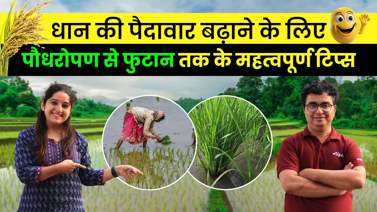 Dhaan ki fasal 🌾 में रोपाई से फुटान तक इन 5 चीजों का रखें ध्यान | Dhan ...