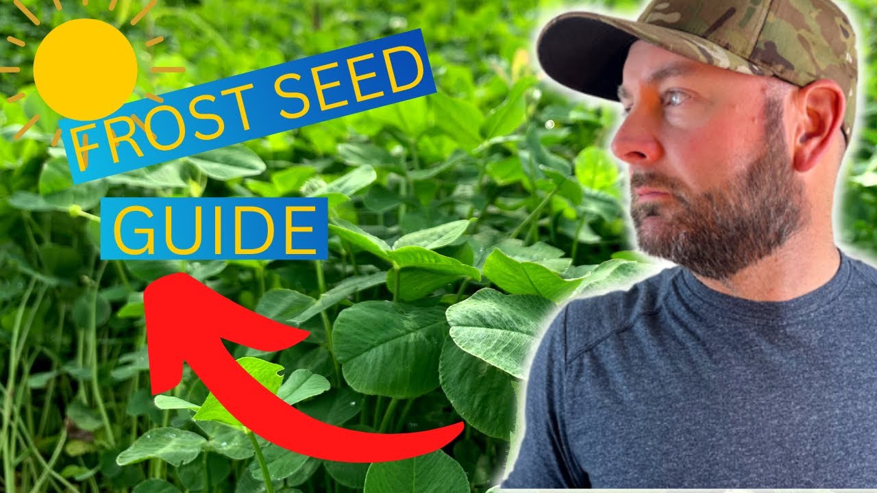How To Frost Seed Clover: The Ultimate Guide - YouTube