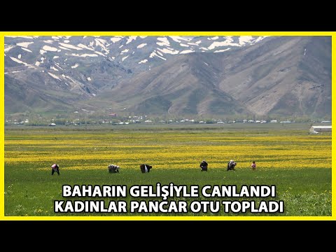 Yüksekovalı Kadınlar, Renk Cümbüşü Arasında Pancar Topladı