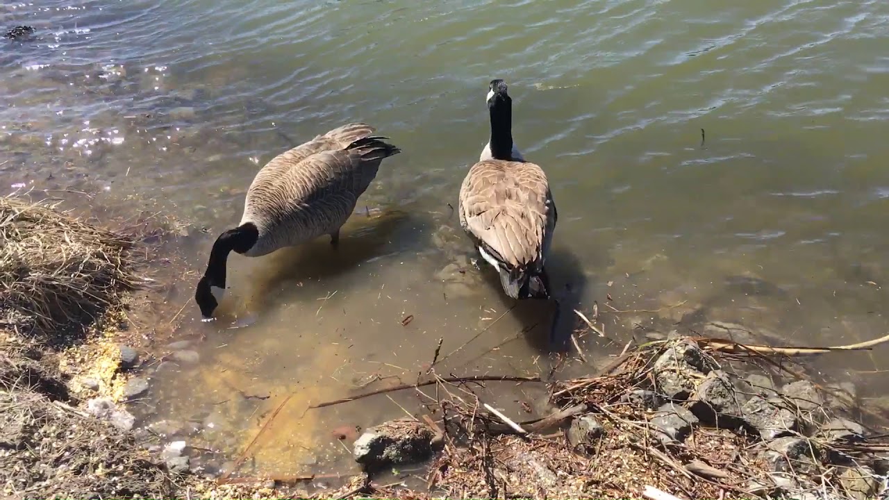 Canada Geese washing itself - YouTube