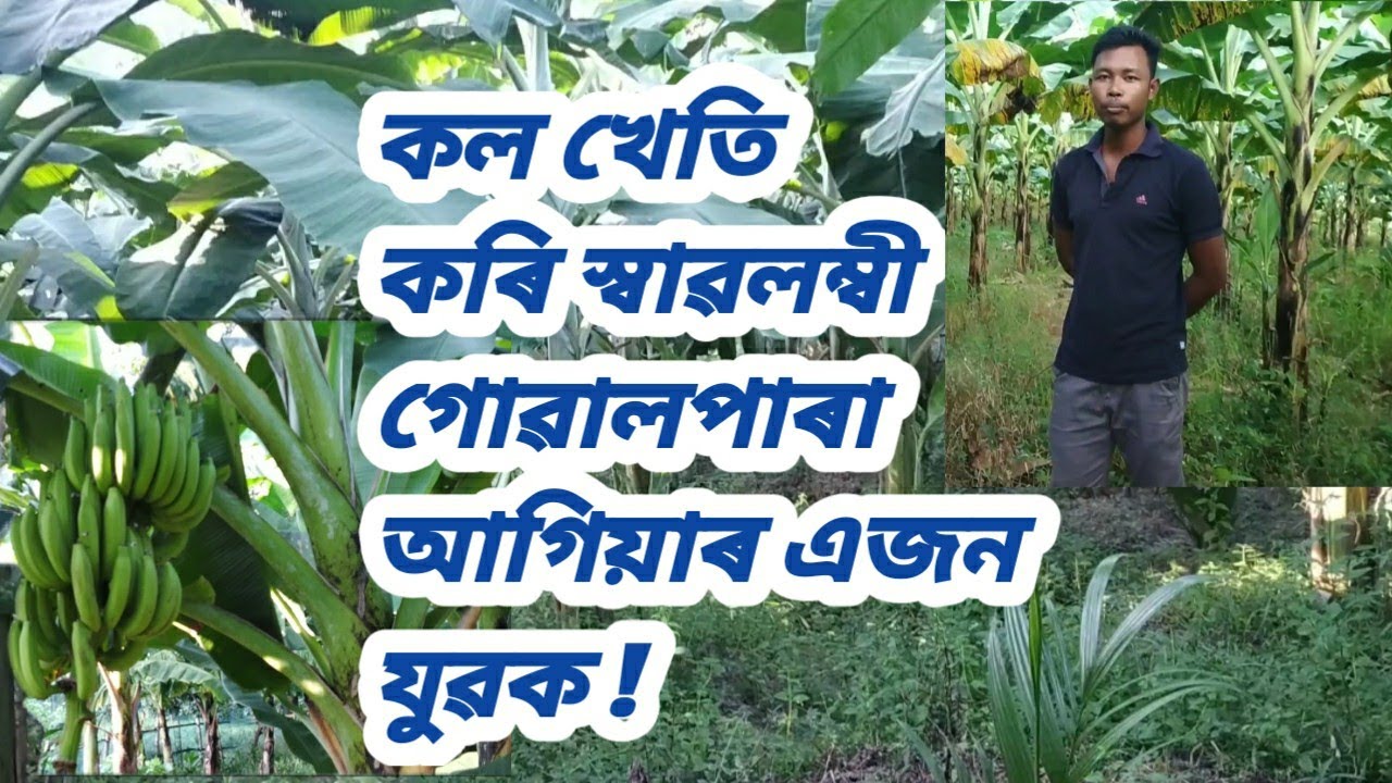 কল খেতি কৰি স্বাৱলম্বী এজন যুৱক ! Banana farming in assam | Banana ...