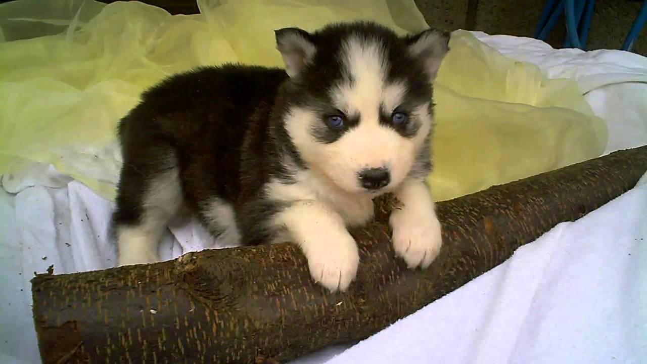 husky pups te koop, woefkesranch - YouTube