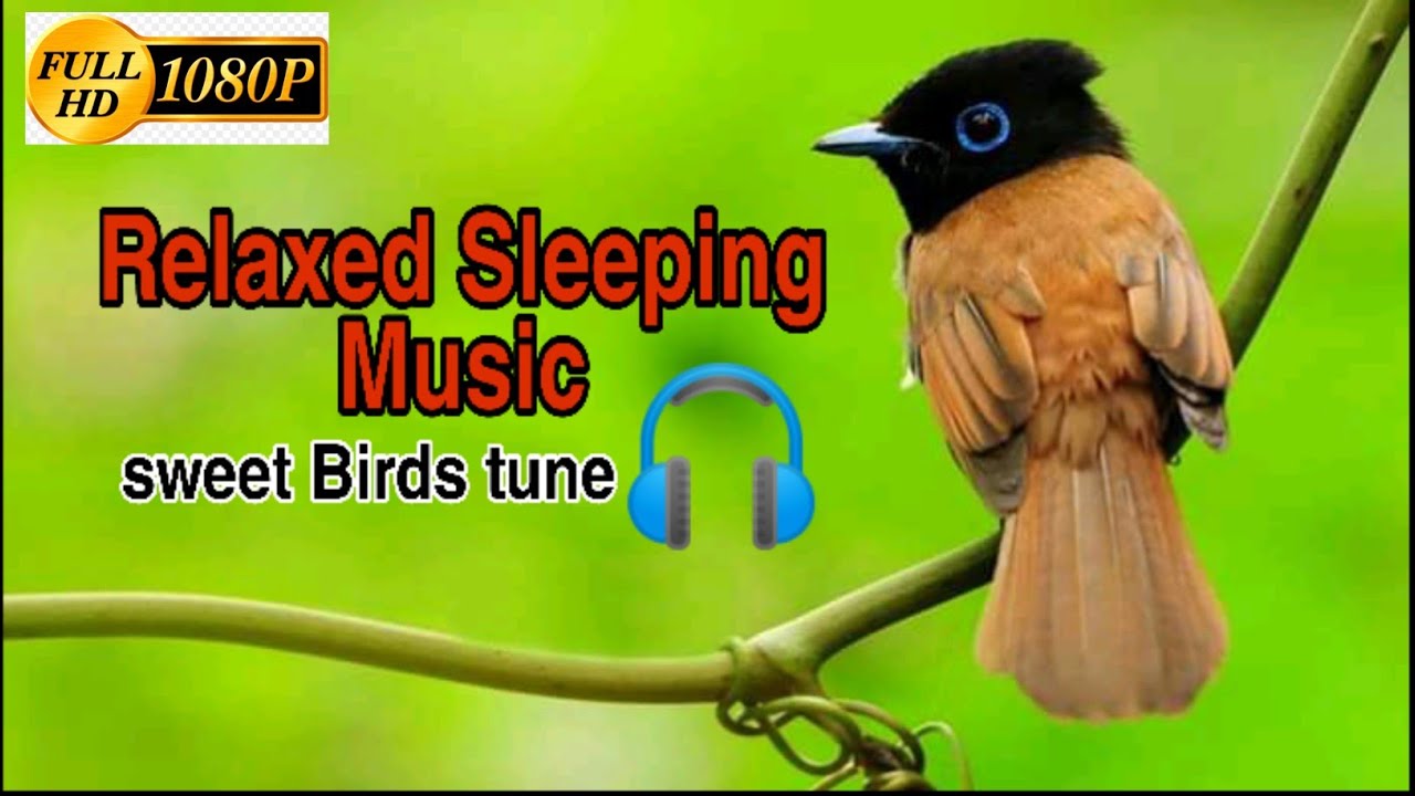 Relaxed Sleeping🎧 Birds sweet tune🎧 Relaxed for 24/1 hrs - YouTube