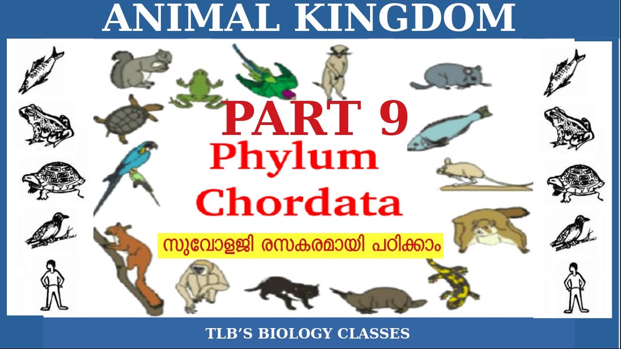 Chordata Animals List