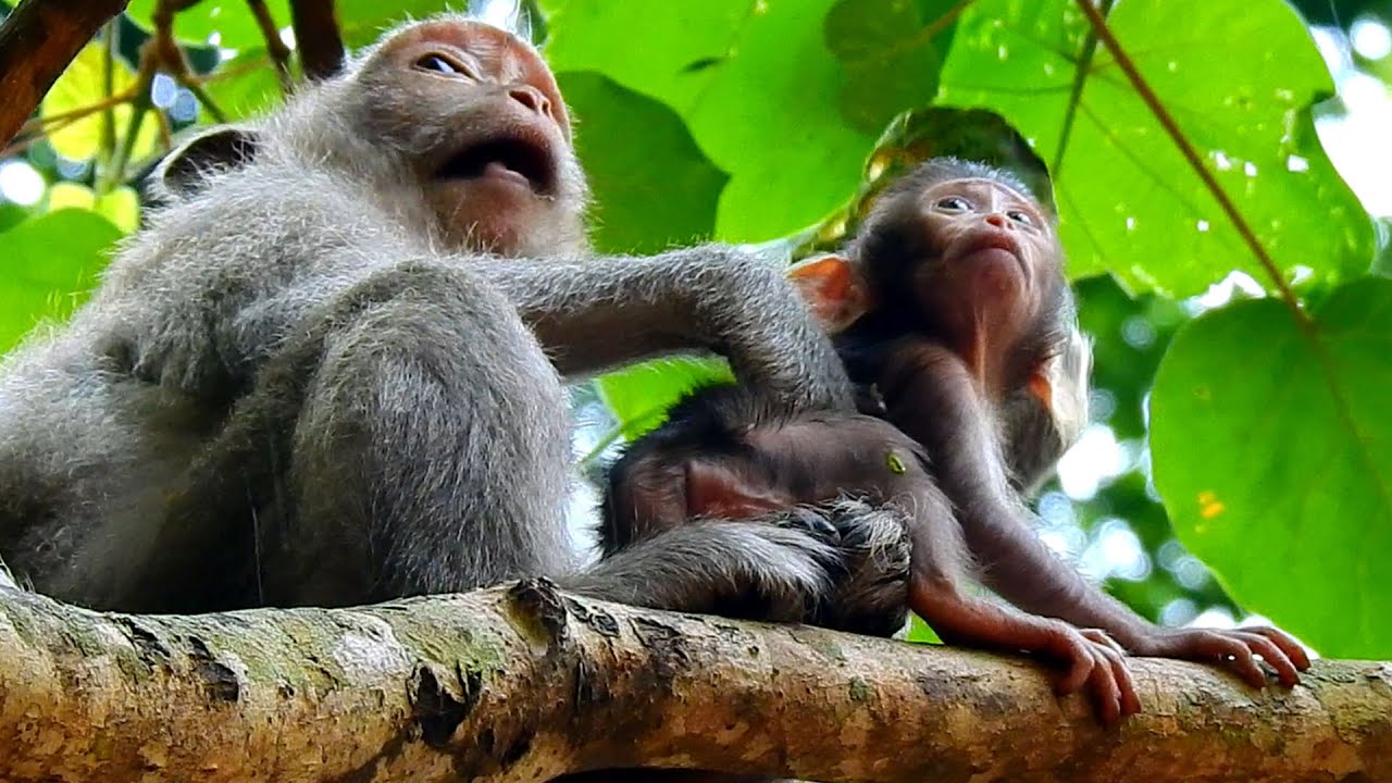 Absolutely gorgeous monkeys - YouTube