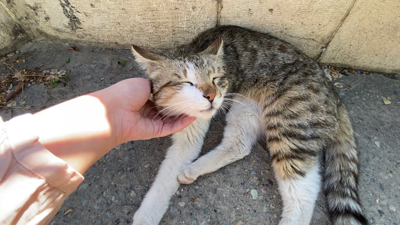 These cats were alone when I arrived and were happy to see me - YouTube