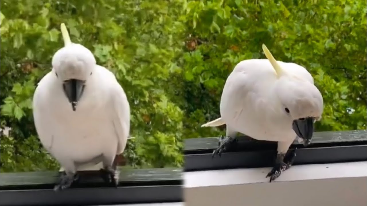 Experience the Cuteness of My Cockatoo's Playful Behaviors! 🦜 ️ # ...